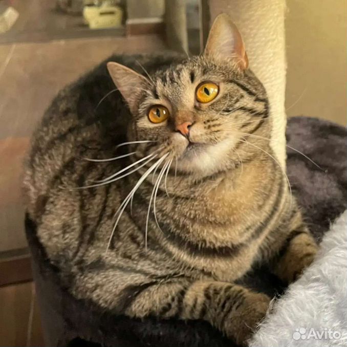 Кошка подросток Дана ищет дом