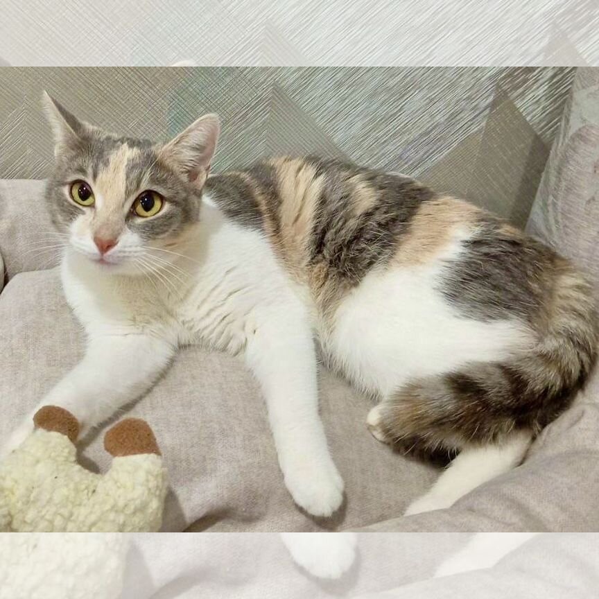 Взрослая, кошка в добрые руки