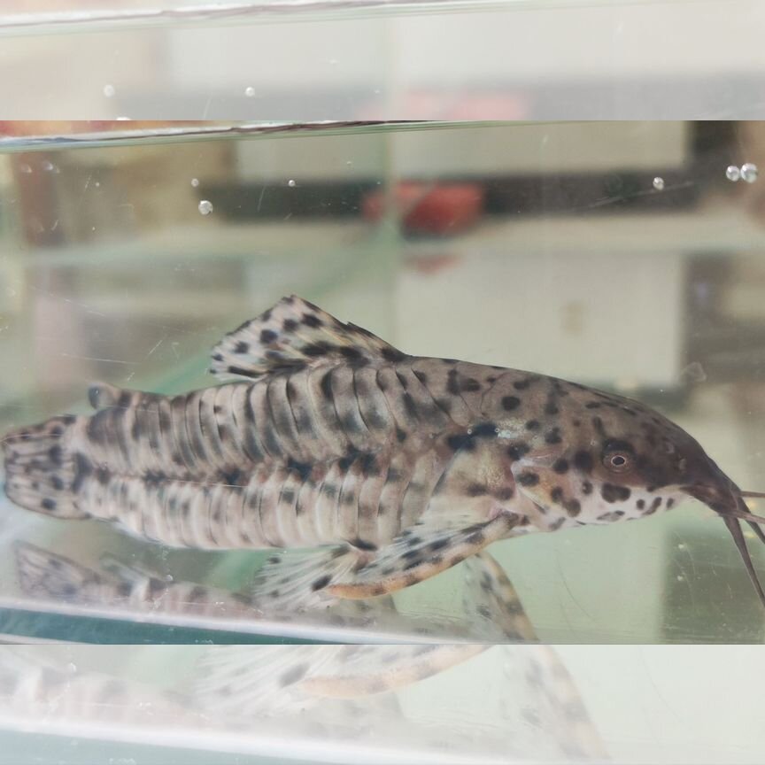 Аквариумные рыбки