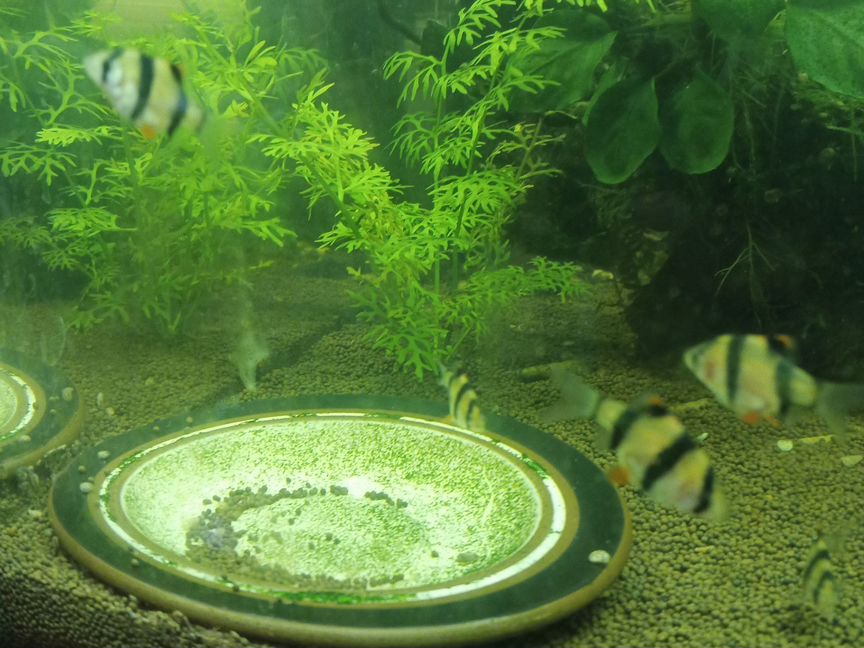 Барбусы суматранские