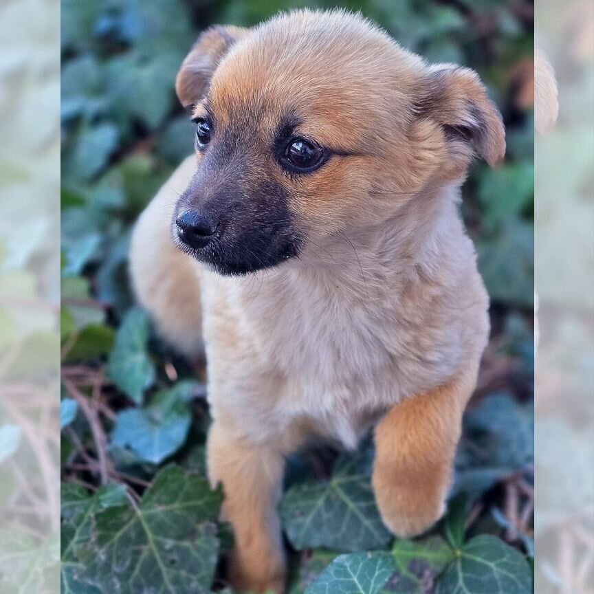 Щенок бесплатно в добрые руки