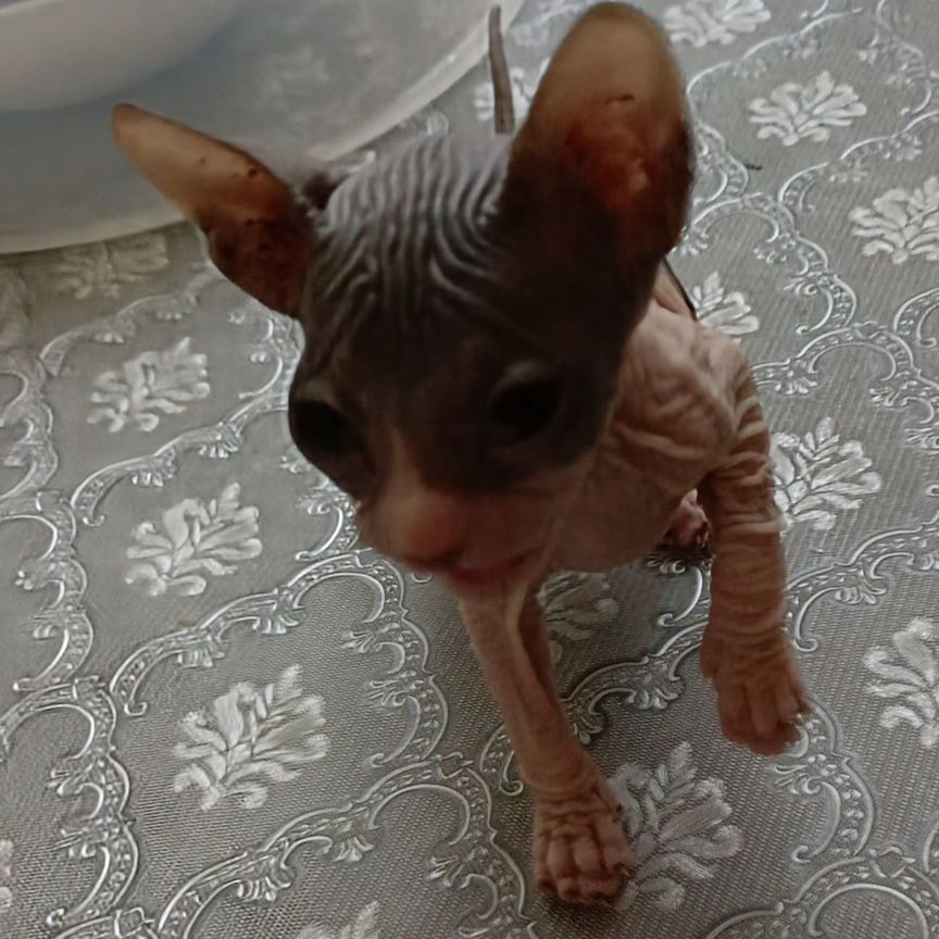 Донской сфинкс котёнок
