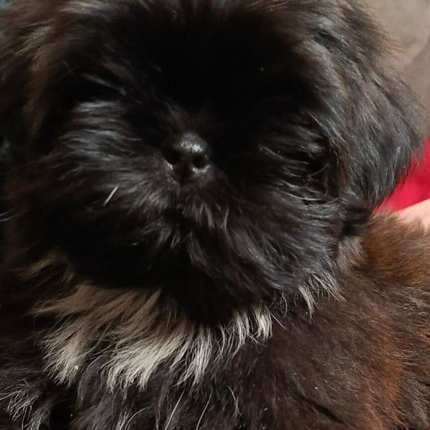 Ши-тцу, щенок