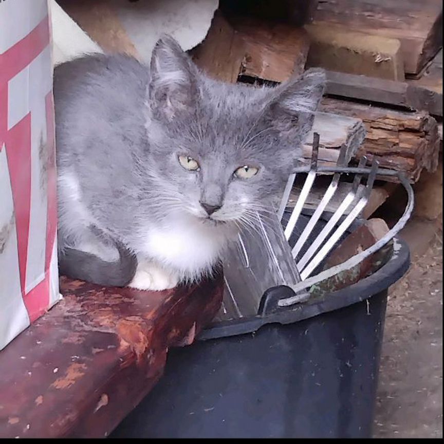 Котята в добрые руки