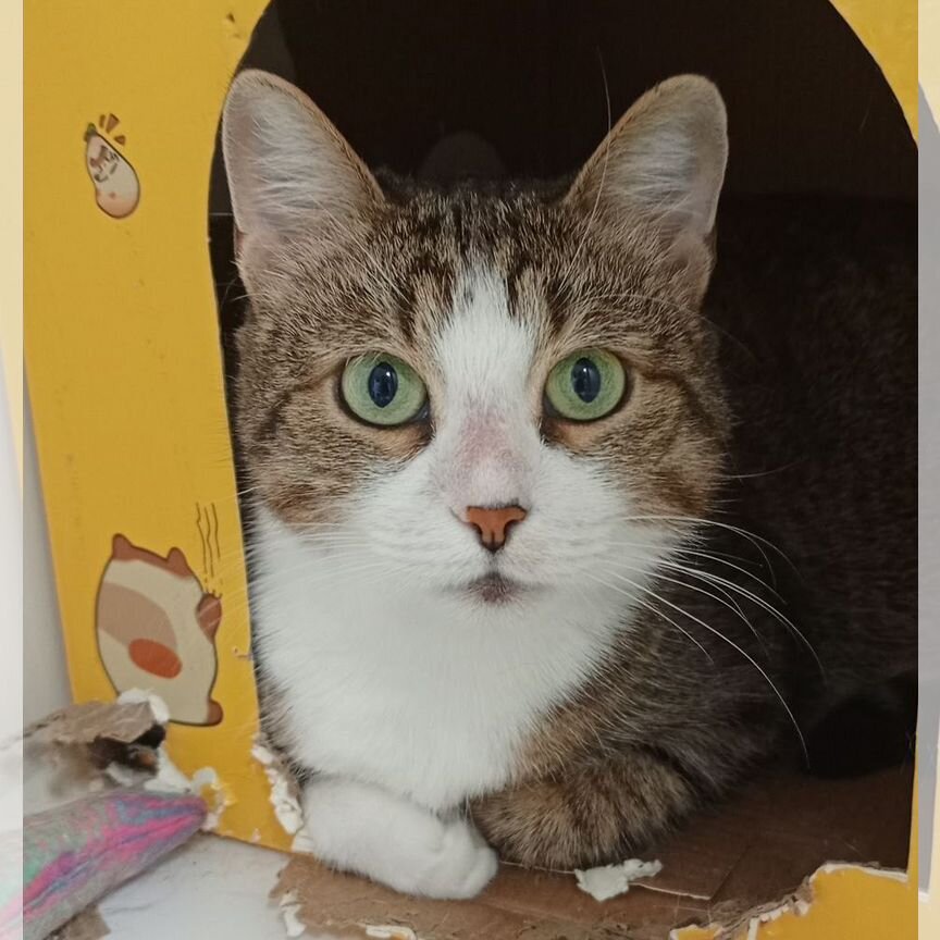 Взрослая, кошка в добрые руки