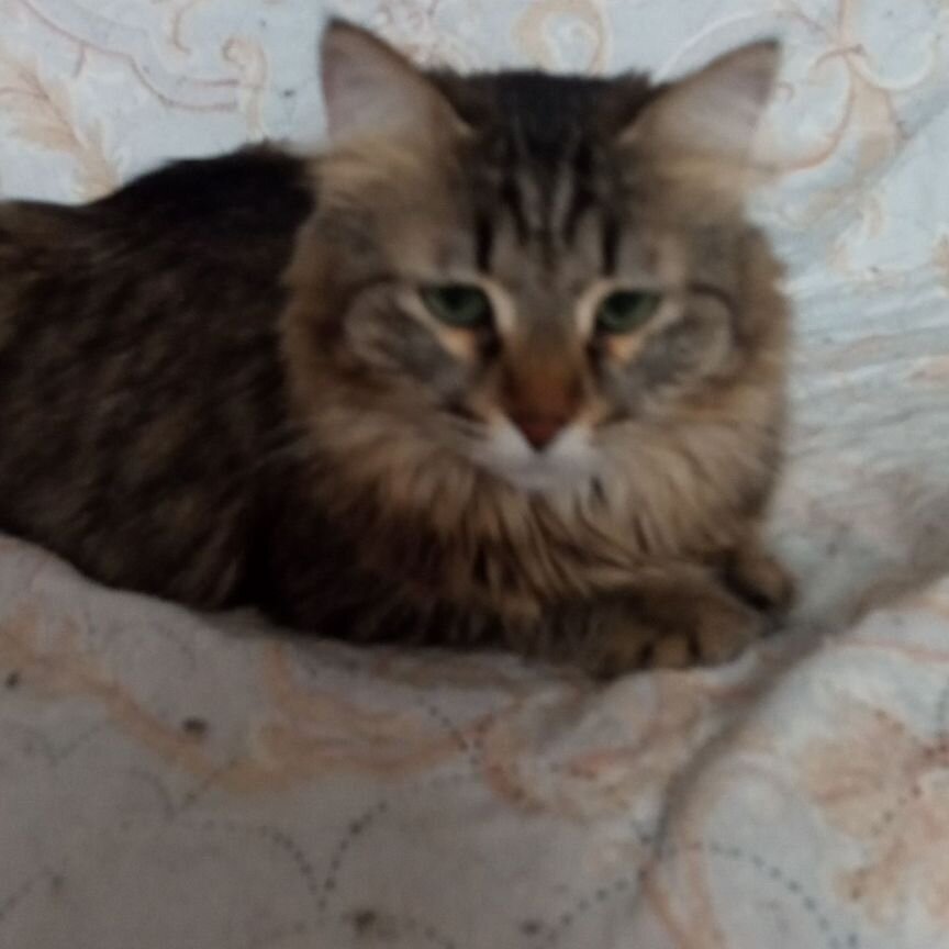 Красивая. Кошь в семью