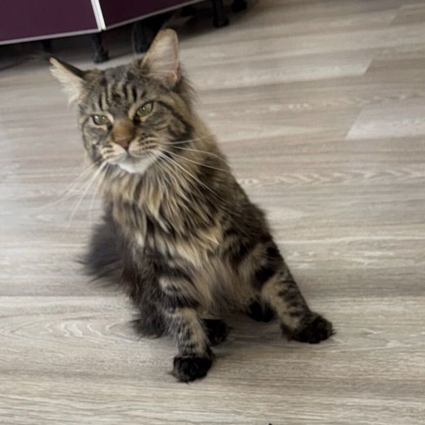 Отдам в добрые руки