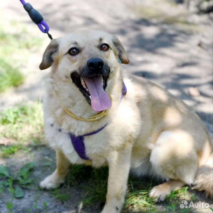 Замечательная Снежа, ищет семью