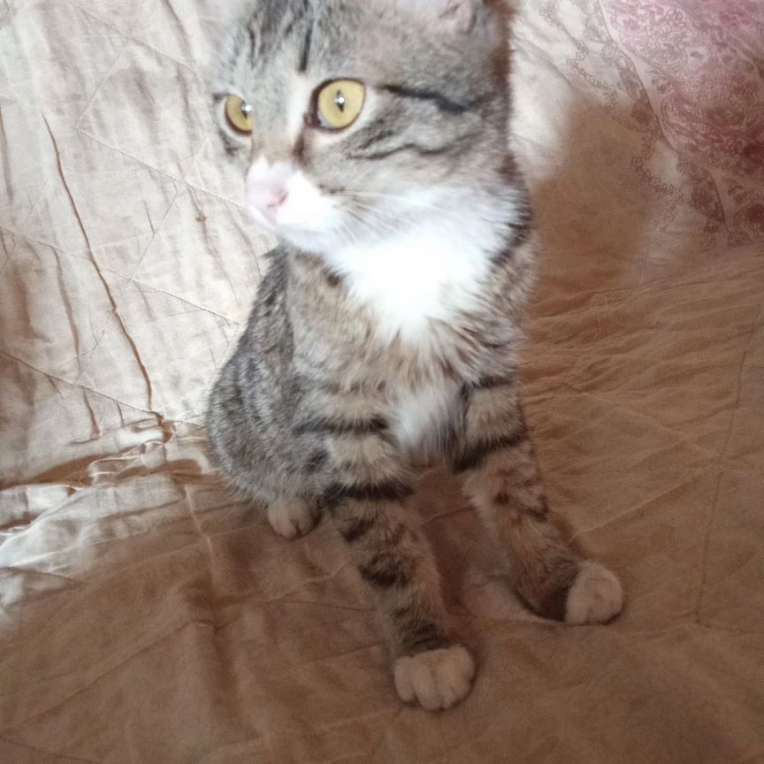 Молодые кошки и кот