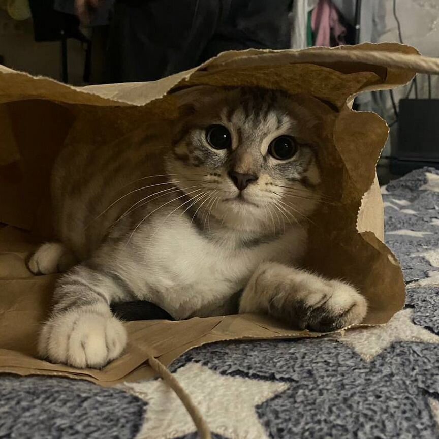 Шотландский вислоухий кот