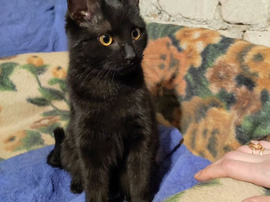 Милая кошечка, Нора 6 мес