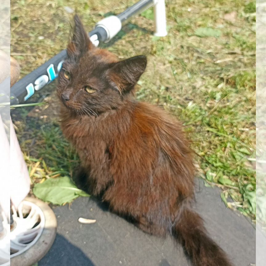 Котята мальчик рыжий, девочка чёрная