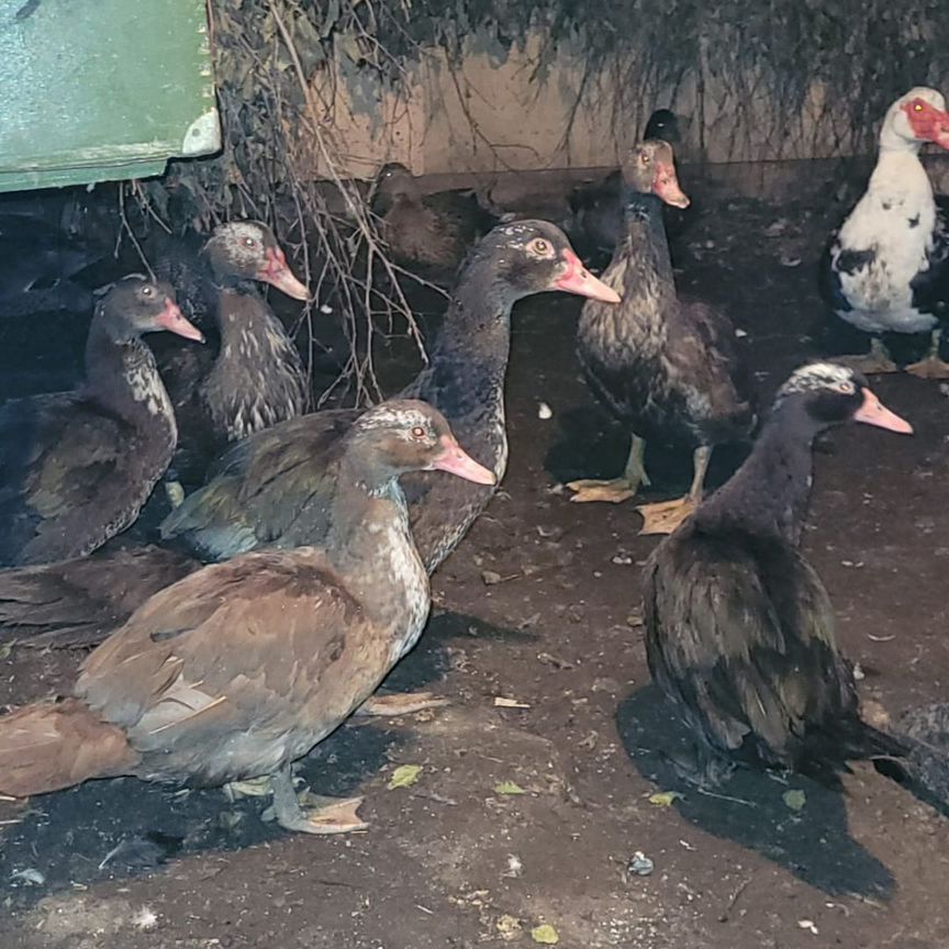 Мускусные утки