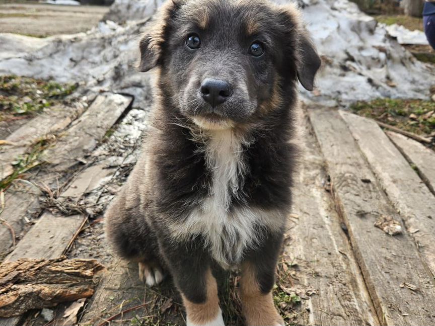 Собака в добрые руки отдам бесплатно