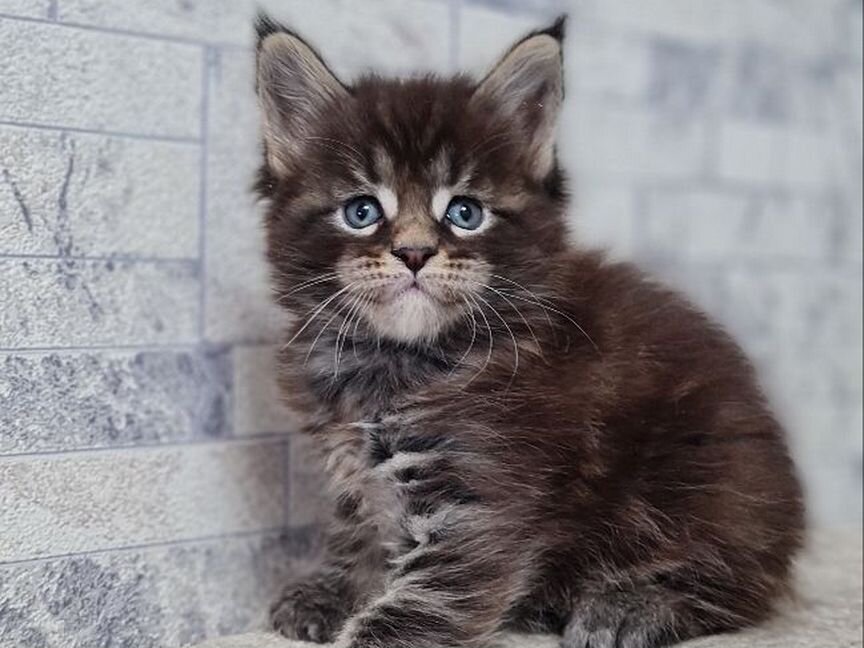 Мейн кун котята