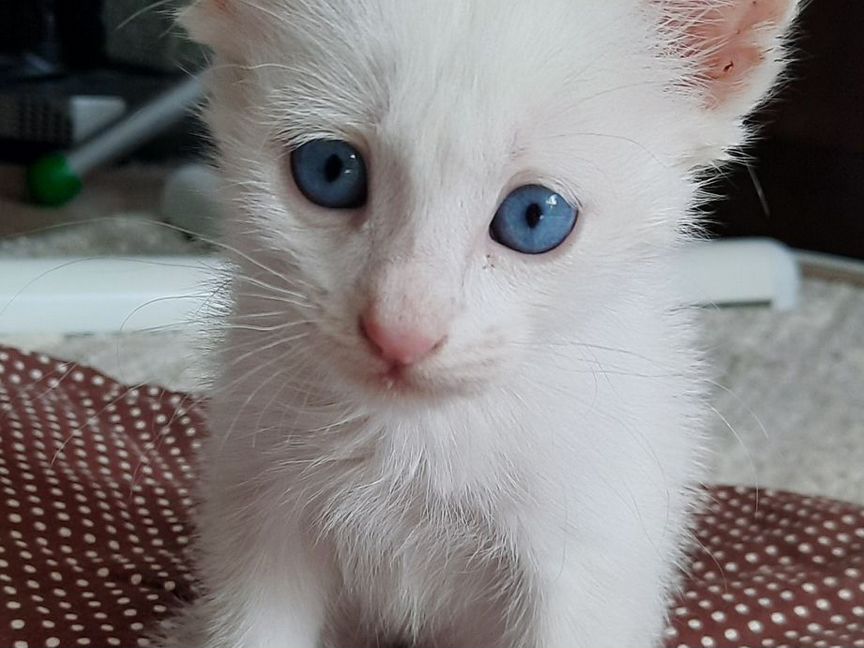 Отдам бесплатно