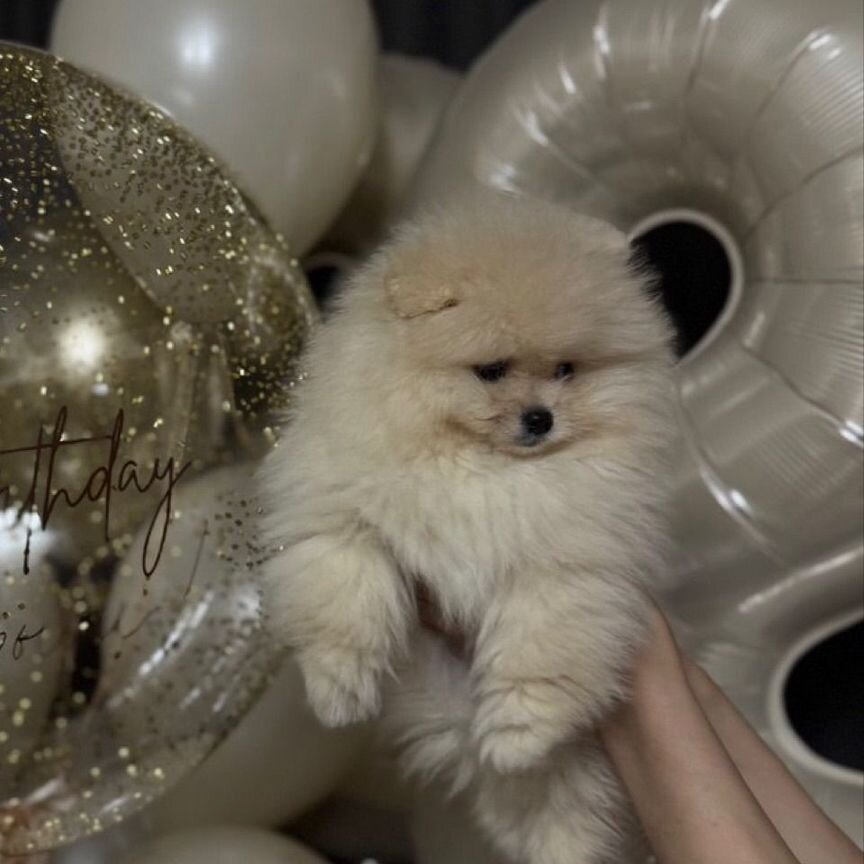 Померанский шпиц мини