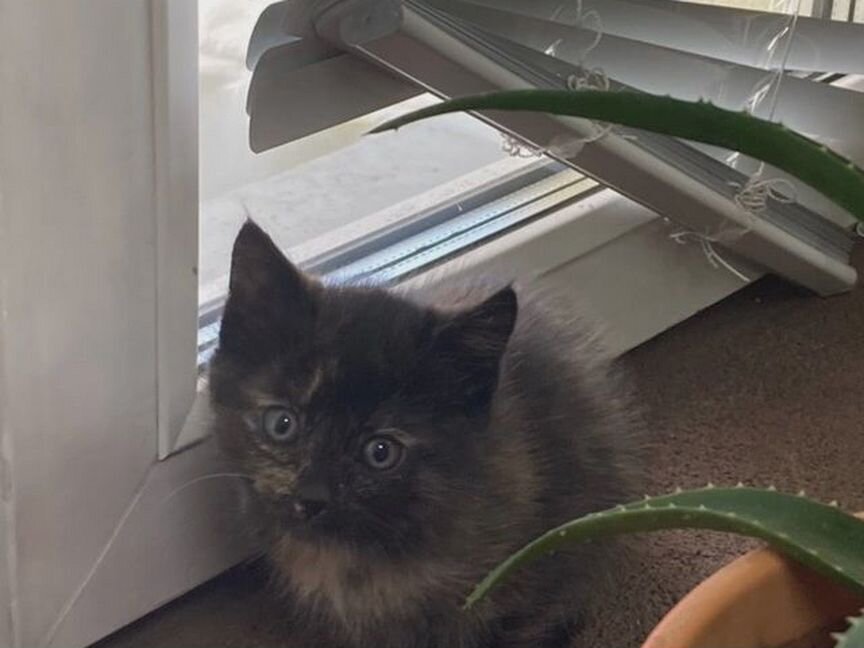 Отдам кошечку в добрые руки 2.5 мес