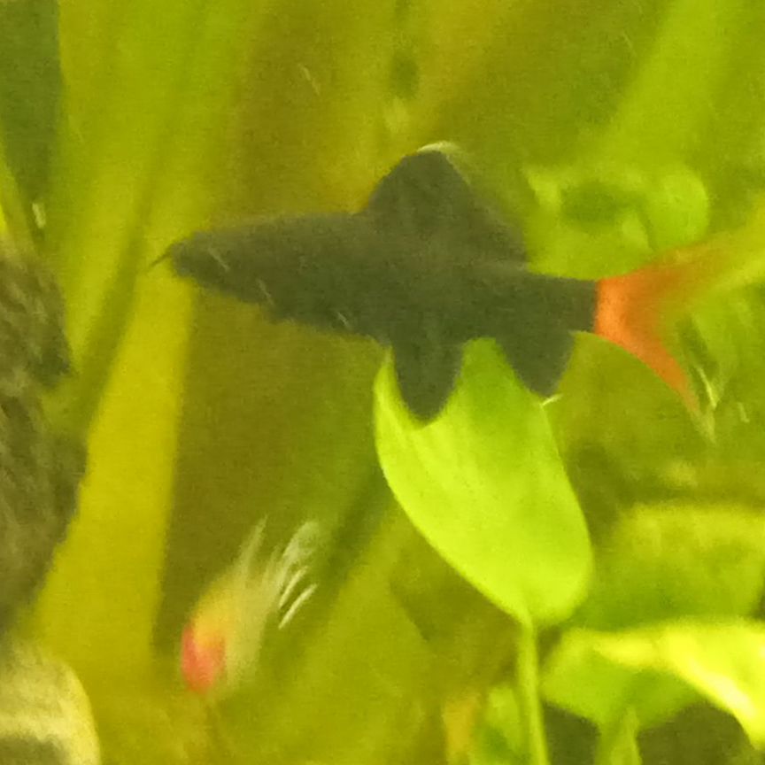 Лабео рыбки