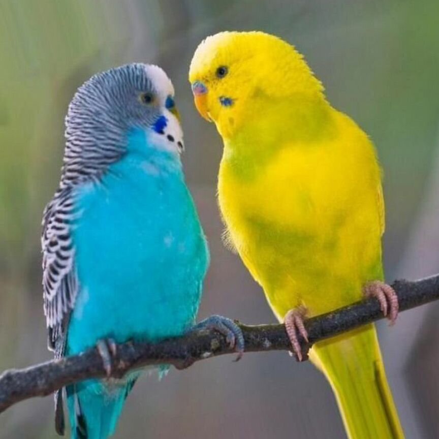 Продаю волнистых попугаев опт