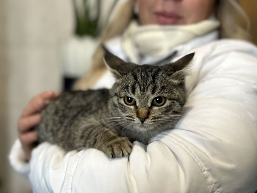 Кошечка из приюта