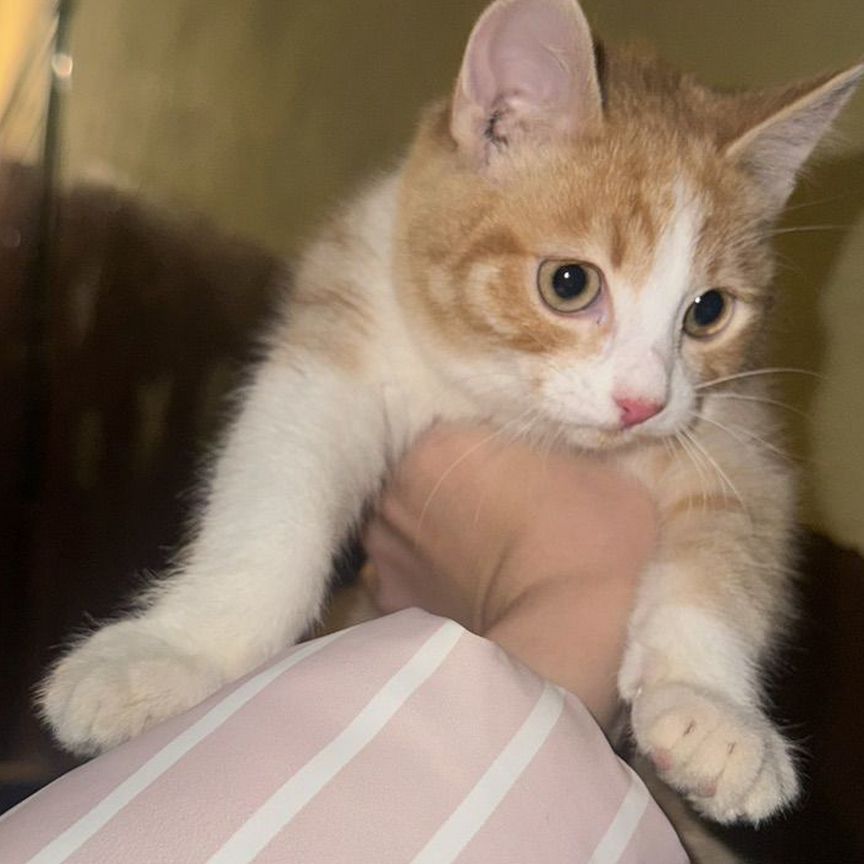 Котёнок в добрые руки