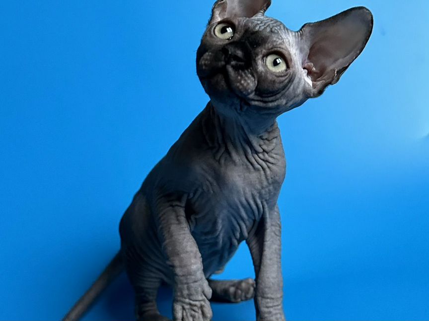 Котенок сфинкс 2 месяца