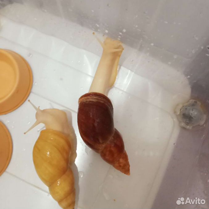 Улитки ахатины большие