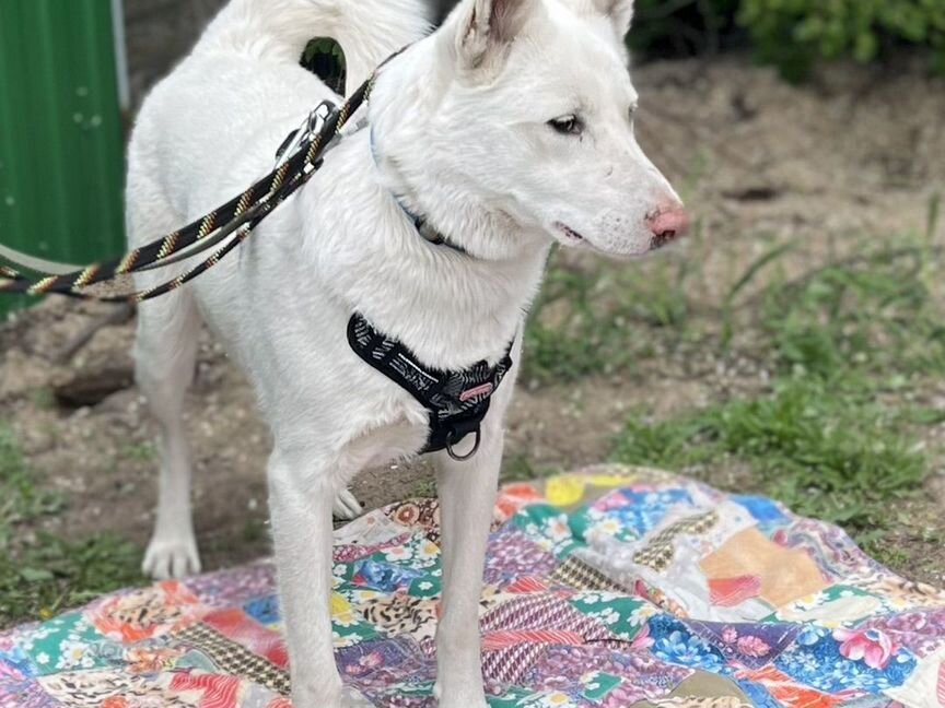 Собака в добрые руки