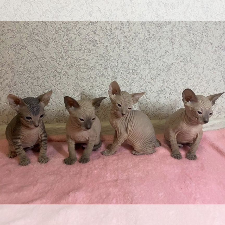 Донской сфинкс котёнок
