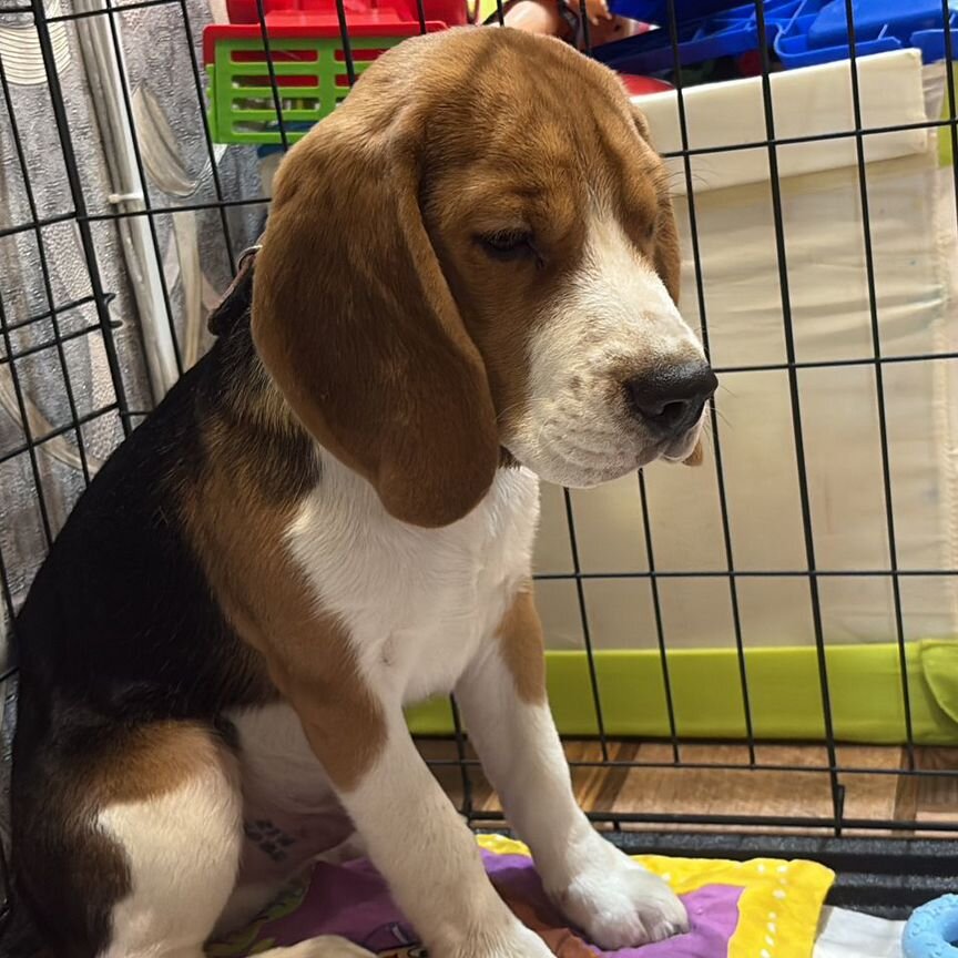 Бигль, щенок