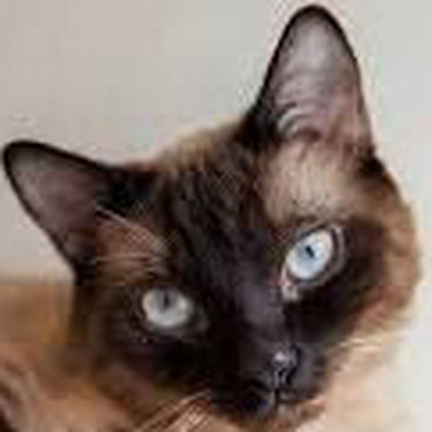 Сиамский кот, взрослый