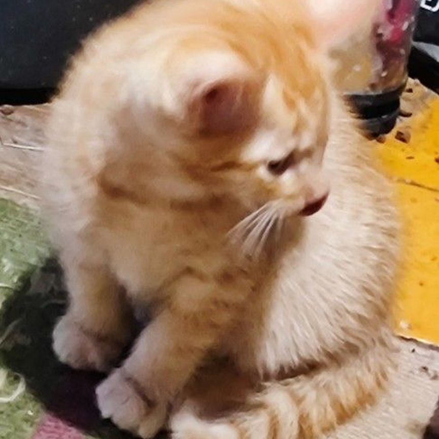 Кот мейн-кун