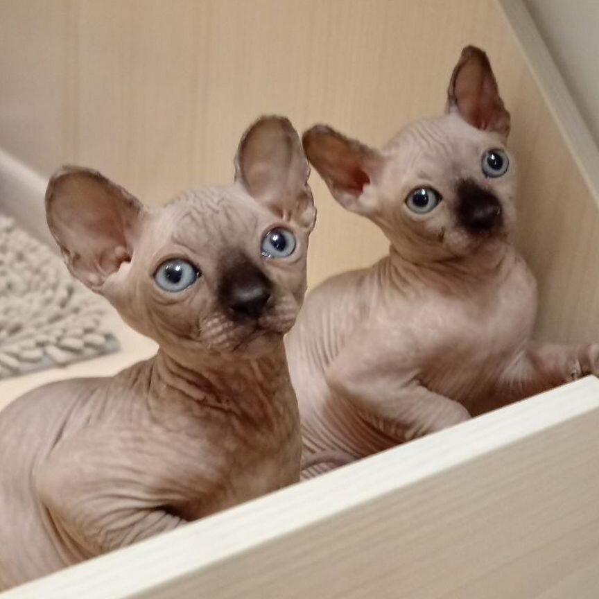 Канадский сфинкс. Котята