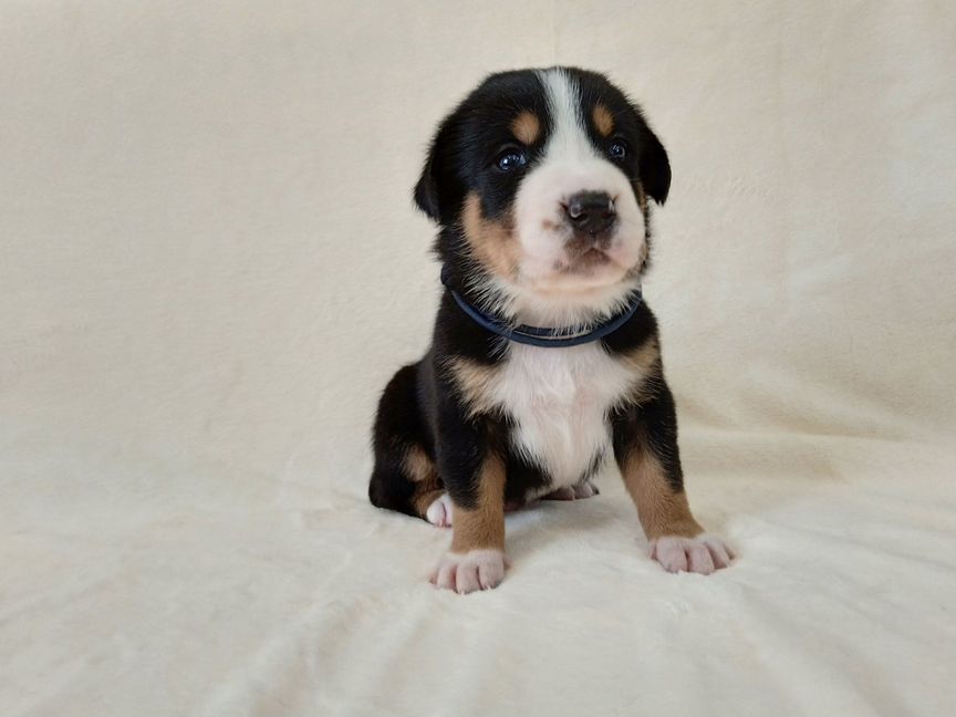 Щенки Большого Швейцарского Зенненхунда (Гросс)