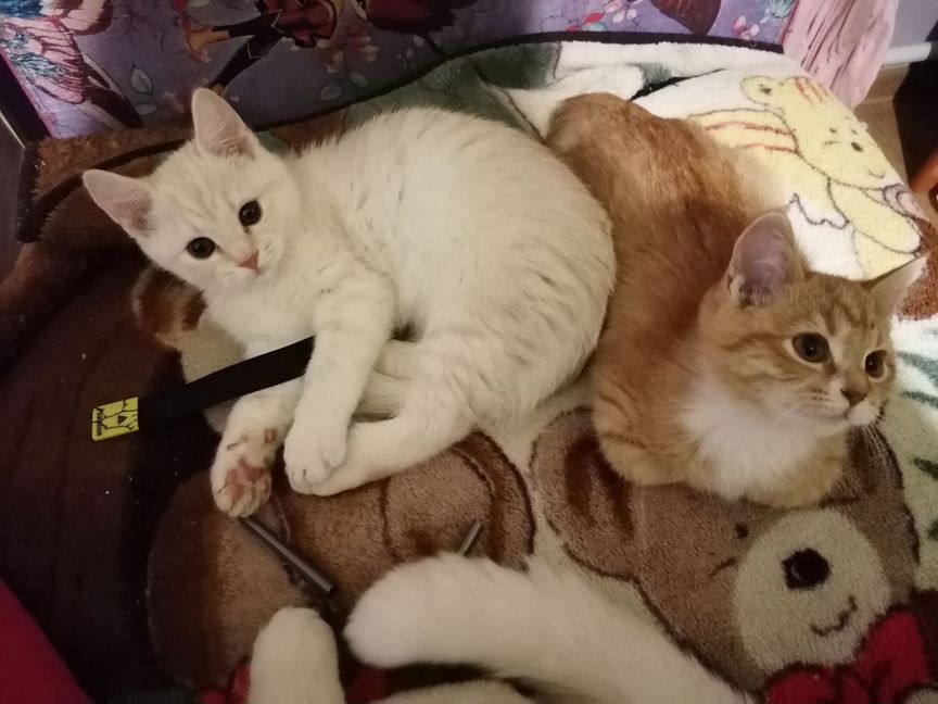 Котята отдам бесплатно