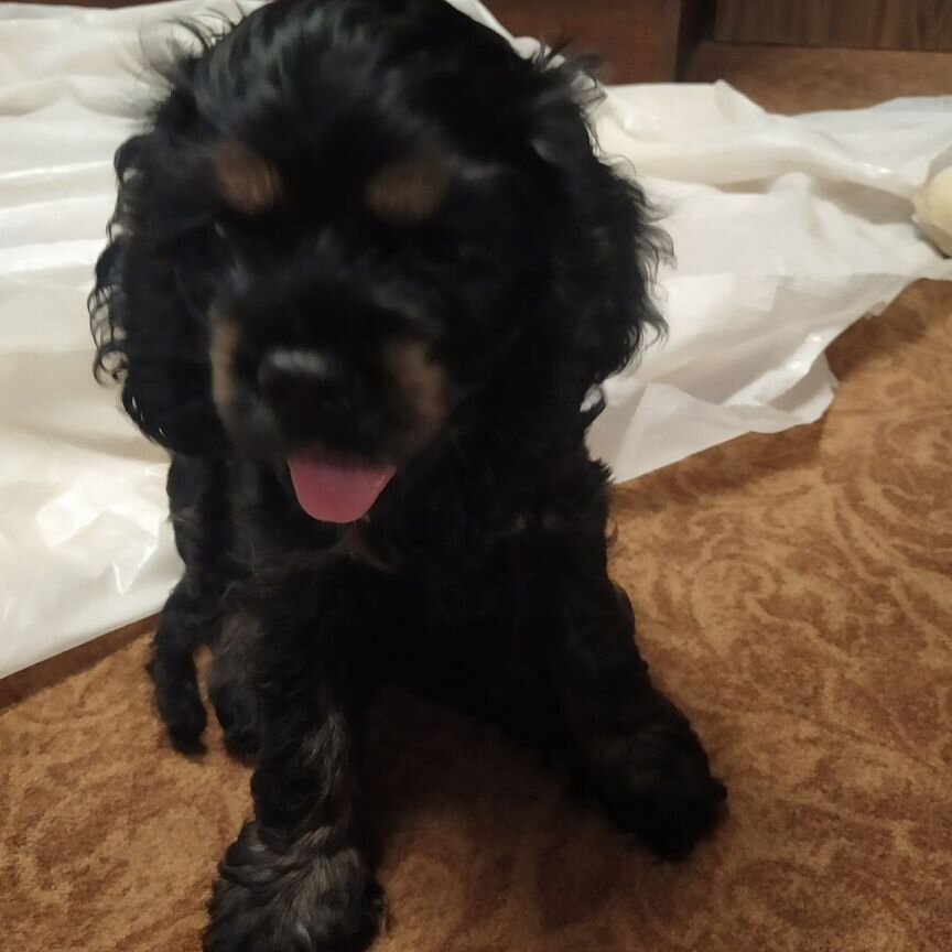 Американский кокер щенки