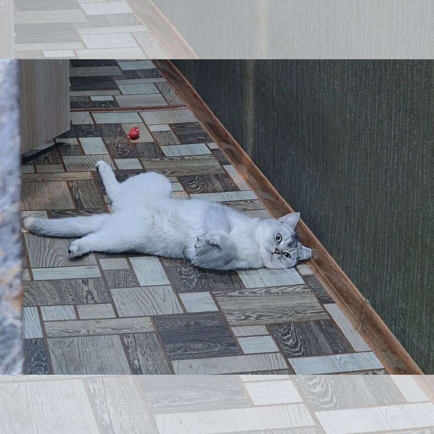 Британский длинношёрстный котёнок