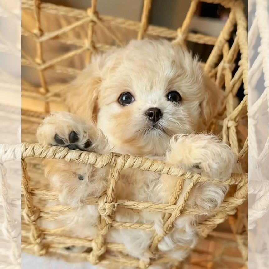 Мальтипу, щенок