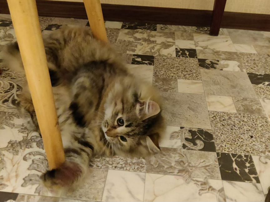 Котята живут во дворе