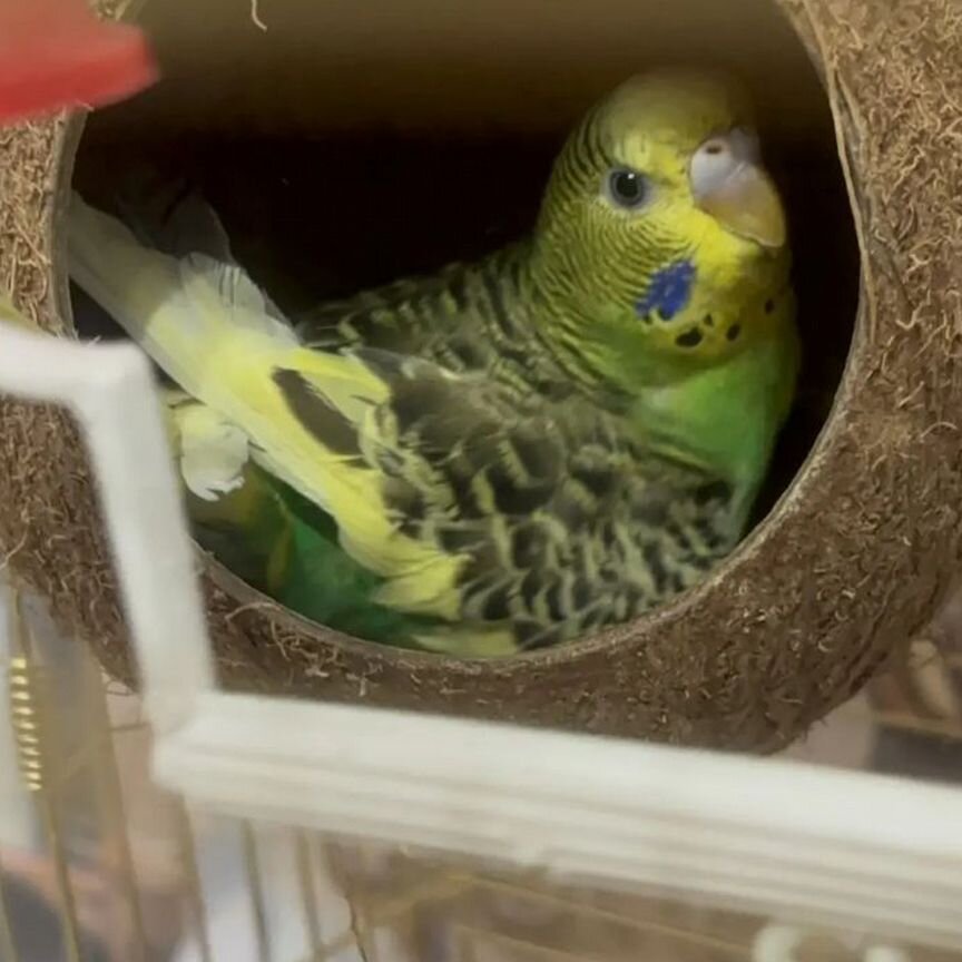 Волнистый попугай