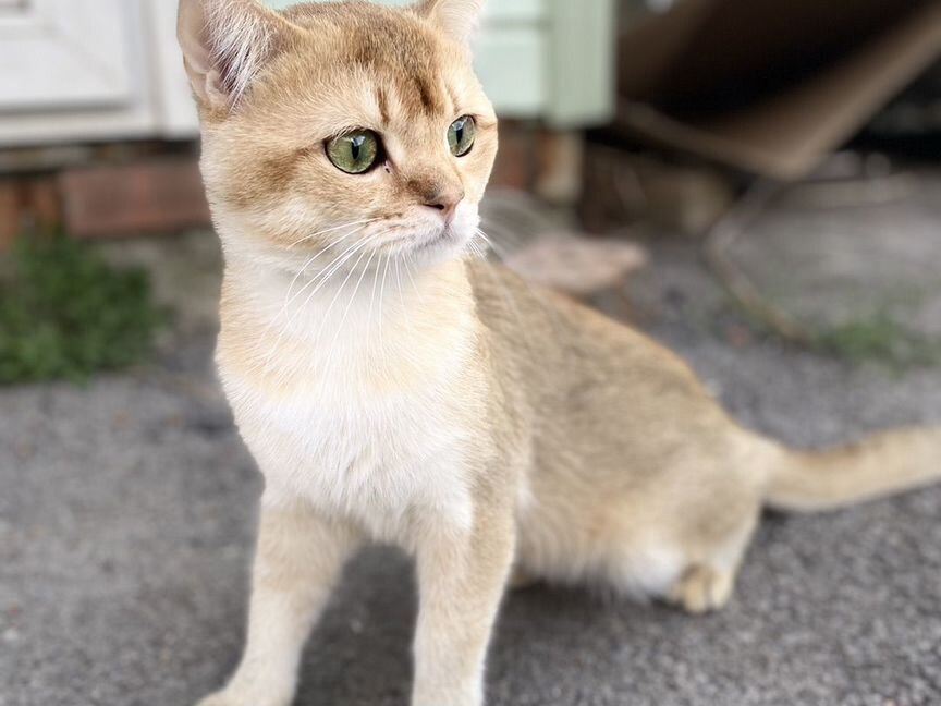 Подам кота шиншилла