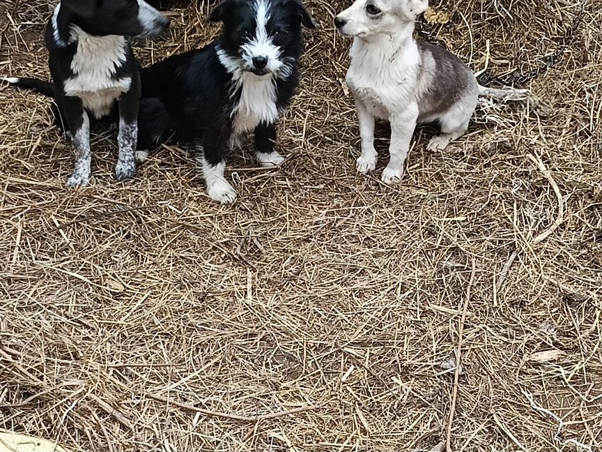 Собака(мелкой породы)в добрые руки отдам бесплатно