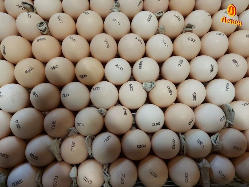 Инкубационное яйцо бройлера Кобб 500,росс 308