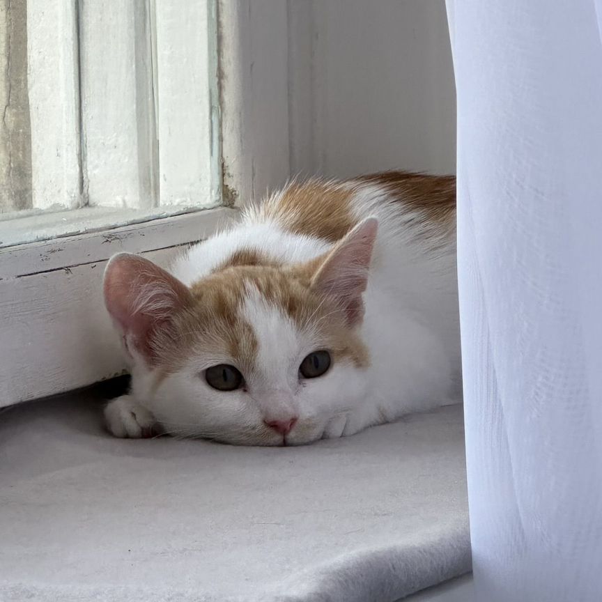 Милый котенок в добрые руки