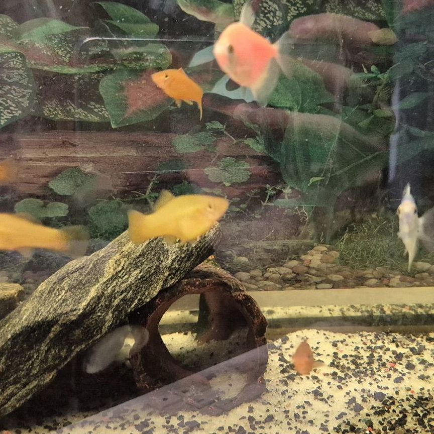 Аквариумные рыбки