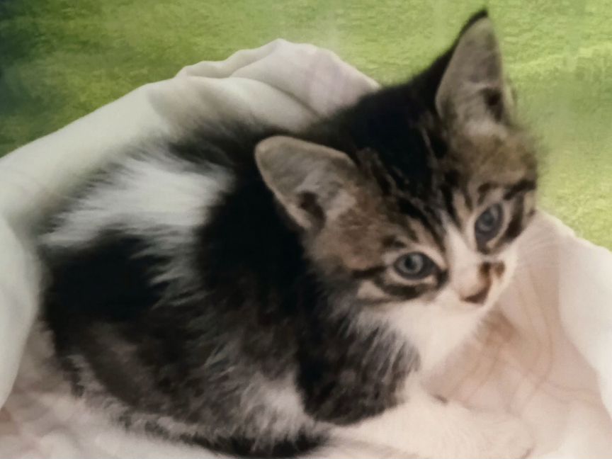 Котëнок в добрые руки