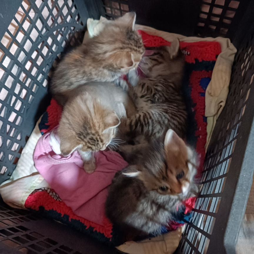 Отдам в добрые руки