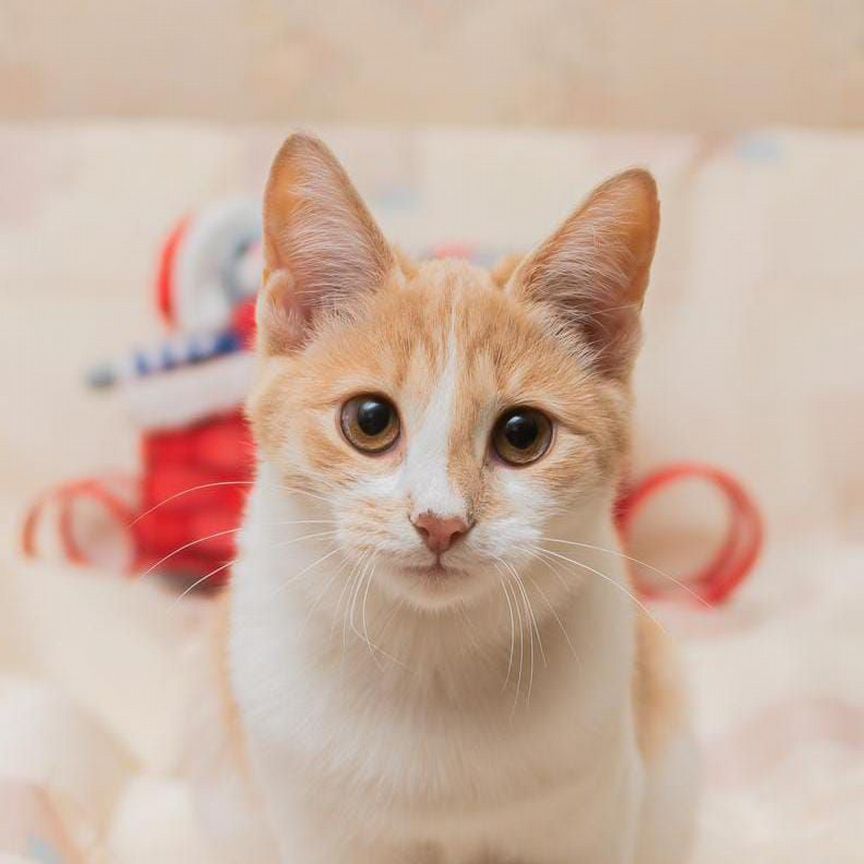 Игрунья Люся ищет дом