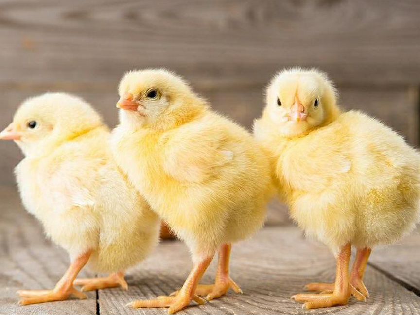 Бройлерные цыплята кобб, росс